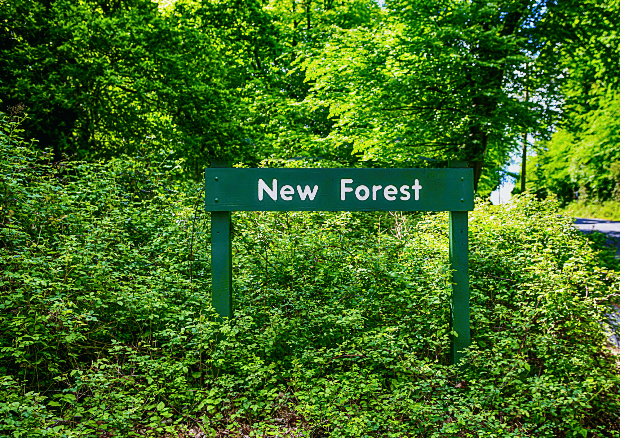Why is the New Forest Called the "New" Forest? - Short Stay Homes